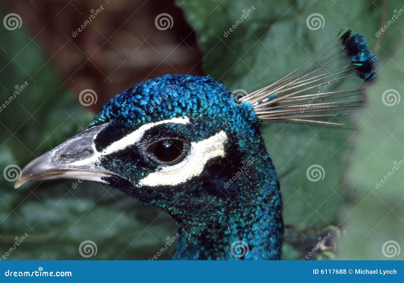 Peacock face stock photo. Image of colors, beak, face - 6117688