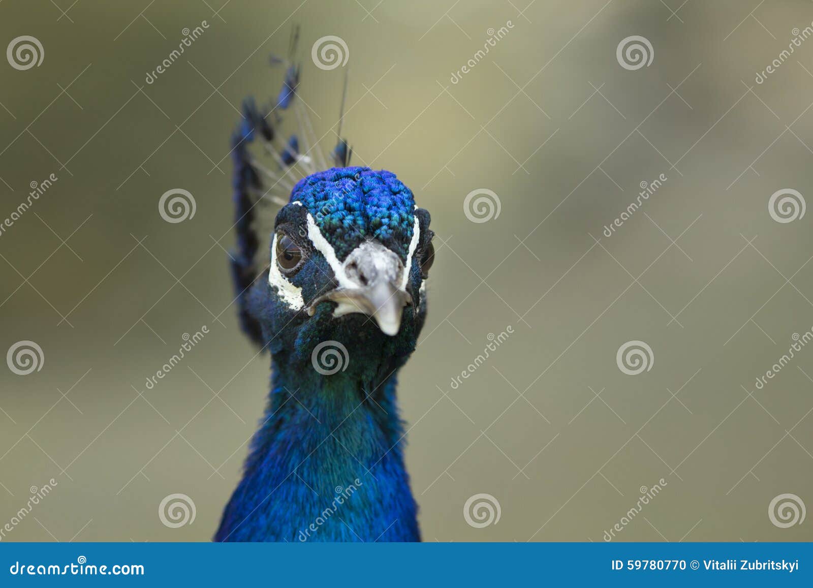 Peacock face stock photo. Image of face, feathering, blue - 59780770