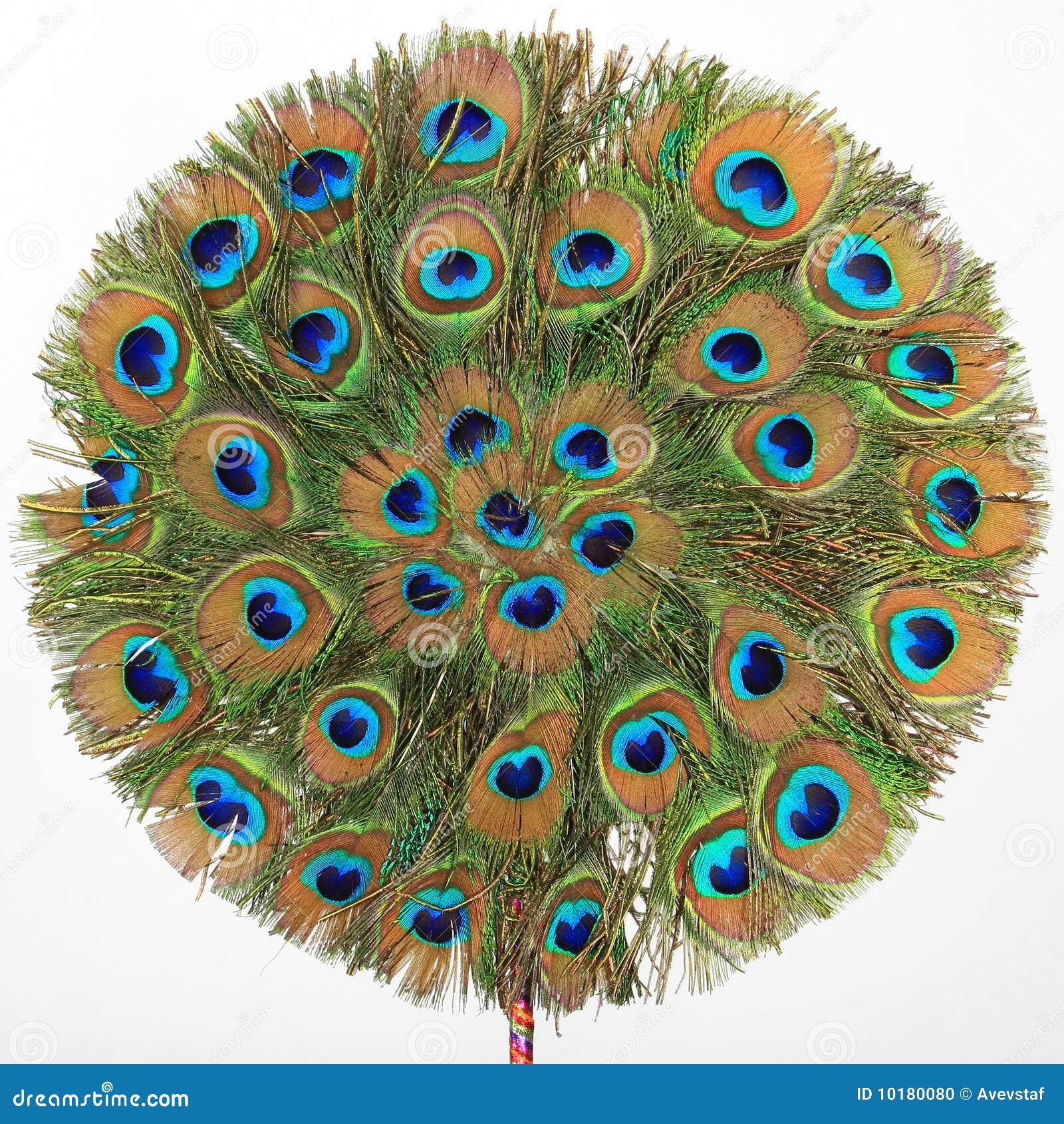 The peacock fan stock photo. Image of classical, yellow - 10180080