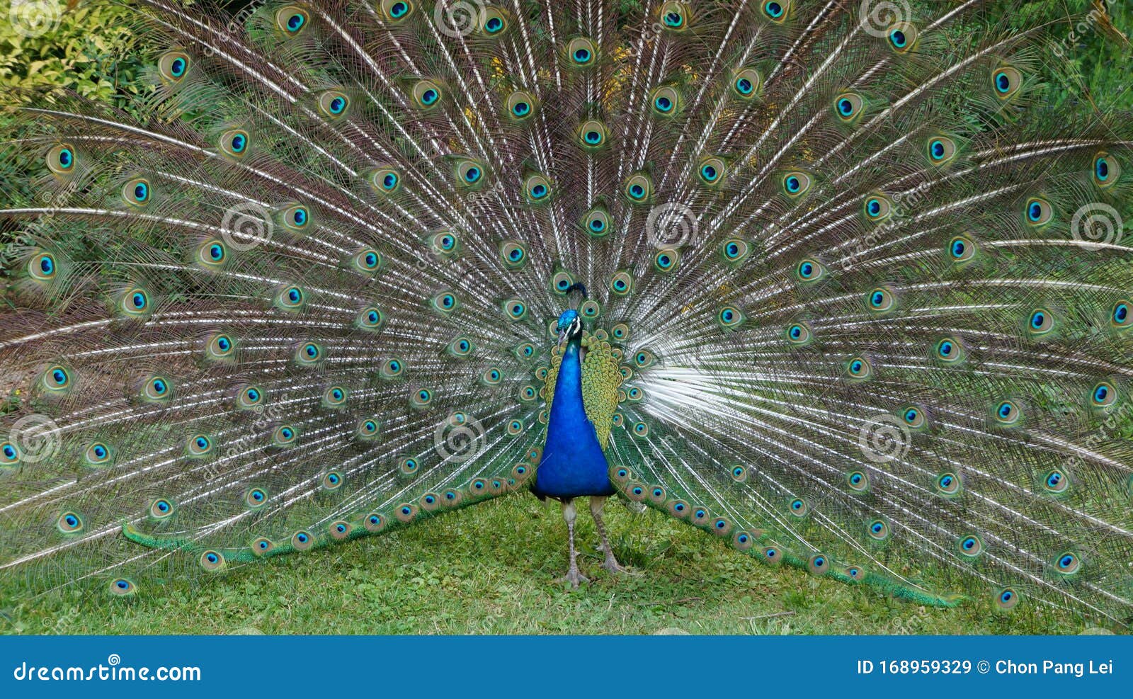 Peacock is Fanning His Tail Stock Image - Image of nature, protect ...