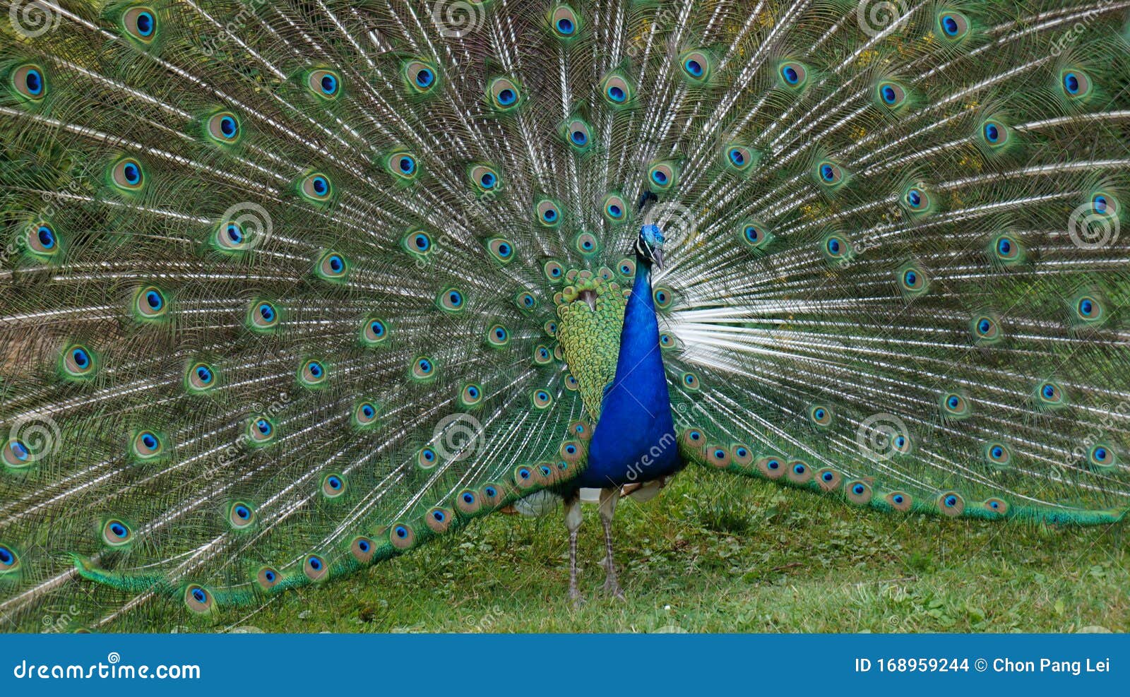 Peacock is Fanning His Tail Stock Photo - Image of closeup, peacock ...