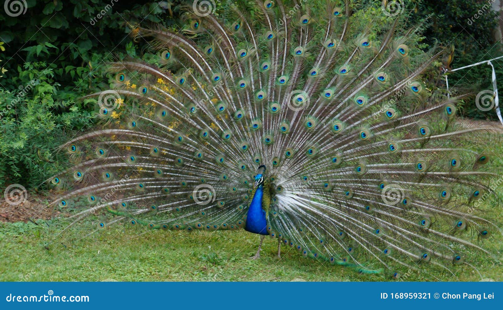 Peacock is Fanning His Tail Stock Image - Image of attack, green: 168959321