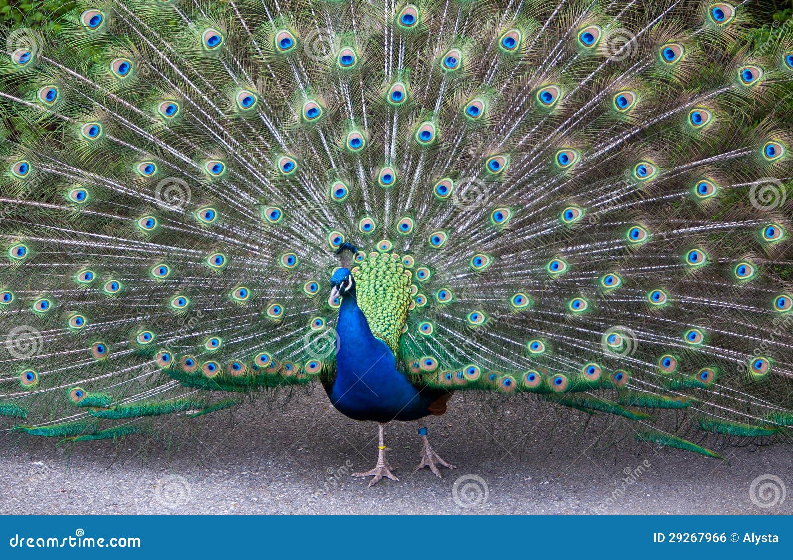 Peacock Fanning Tail stock photo. Image of fanning, feathers - 29267966