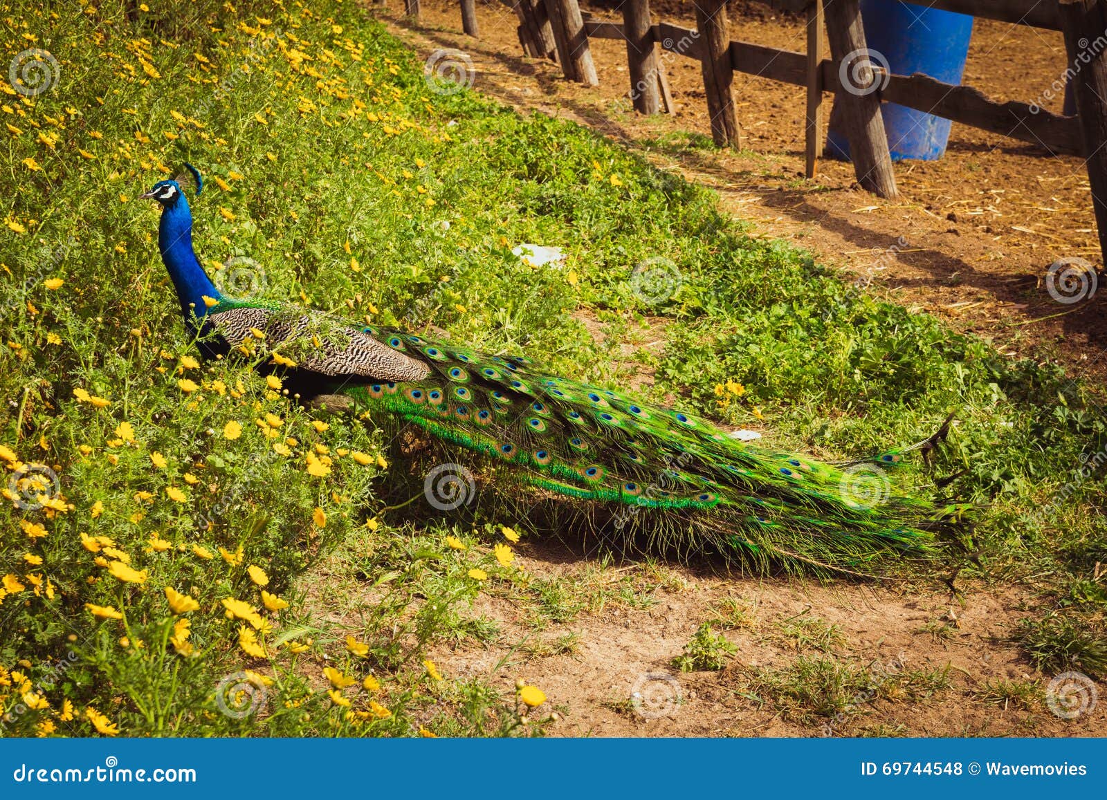 Peacock in the farm stock photo. Image of feather, blue - 69744548