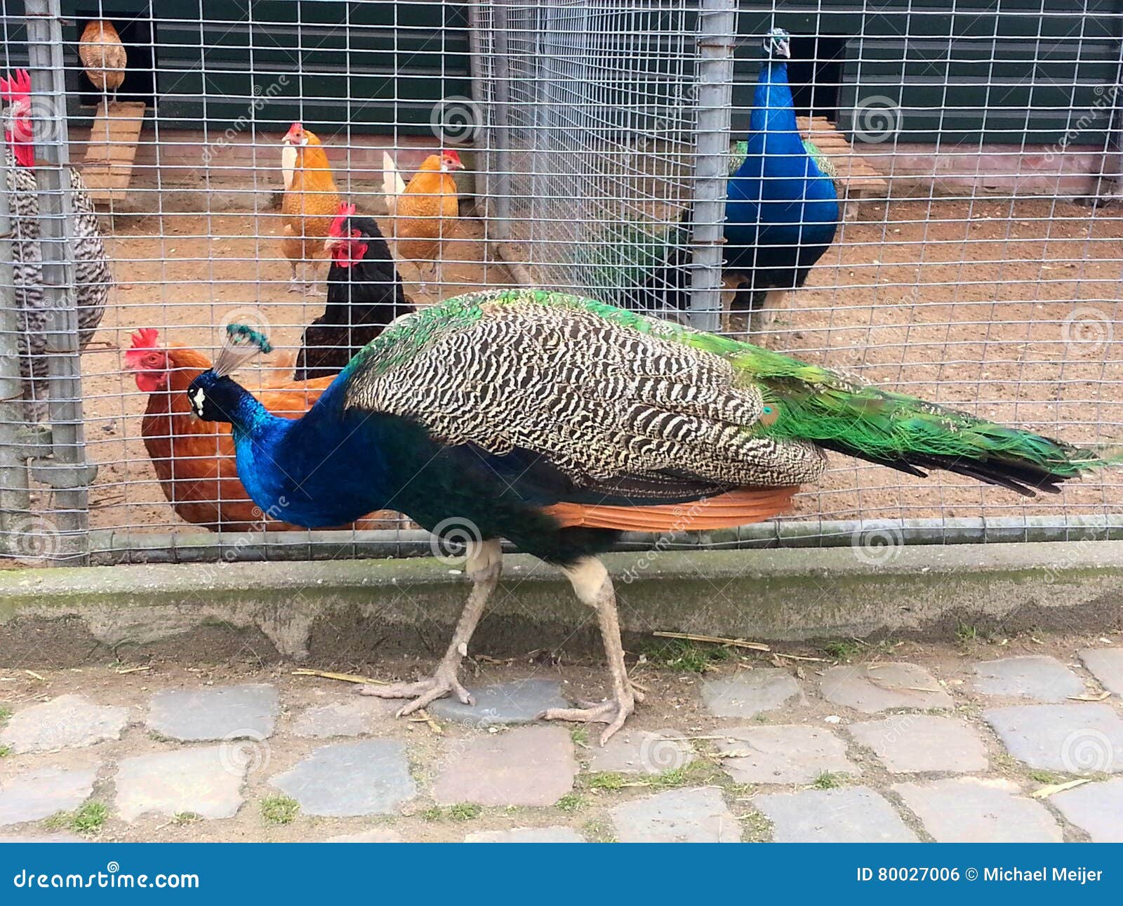 Peacock on farm stock photo. Image of colors, feathered - 80027006
