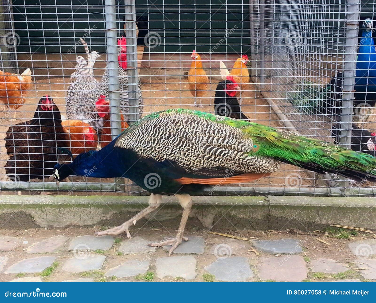 Peacock on farm stock photo. Image of gate, colours, beauty - 80027058