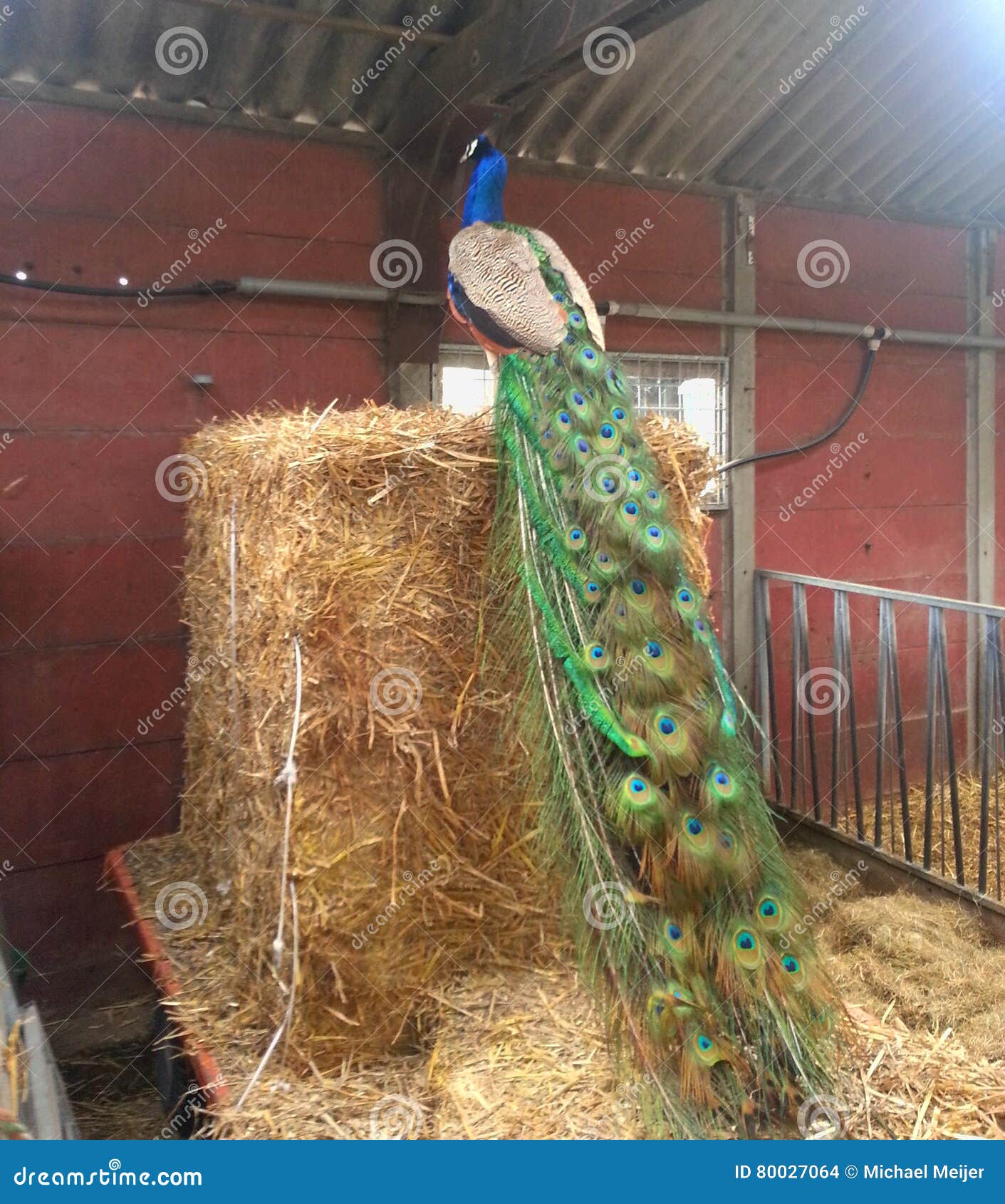 Peacock on farm stock photo. Image of gate, exotic, bush - 80027064