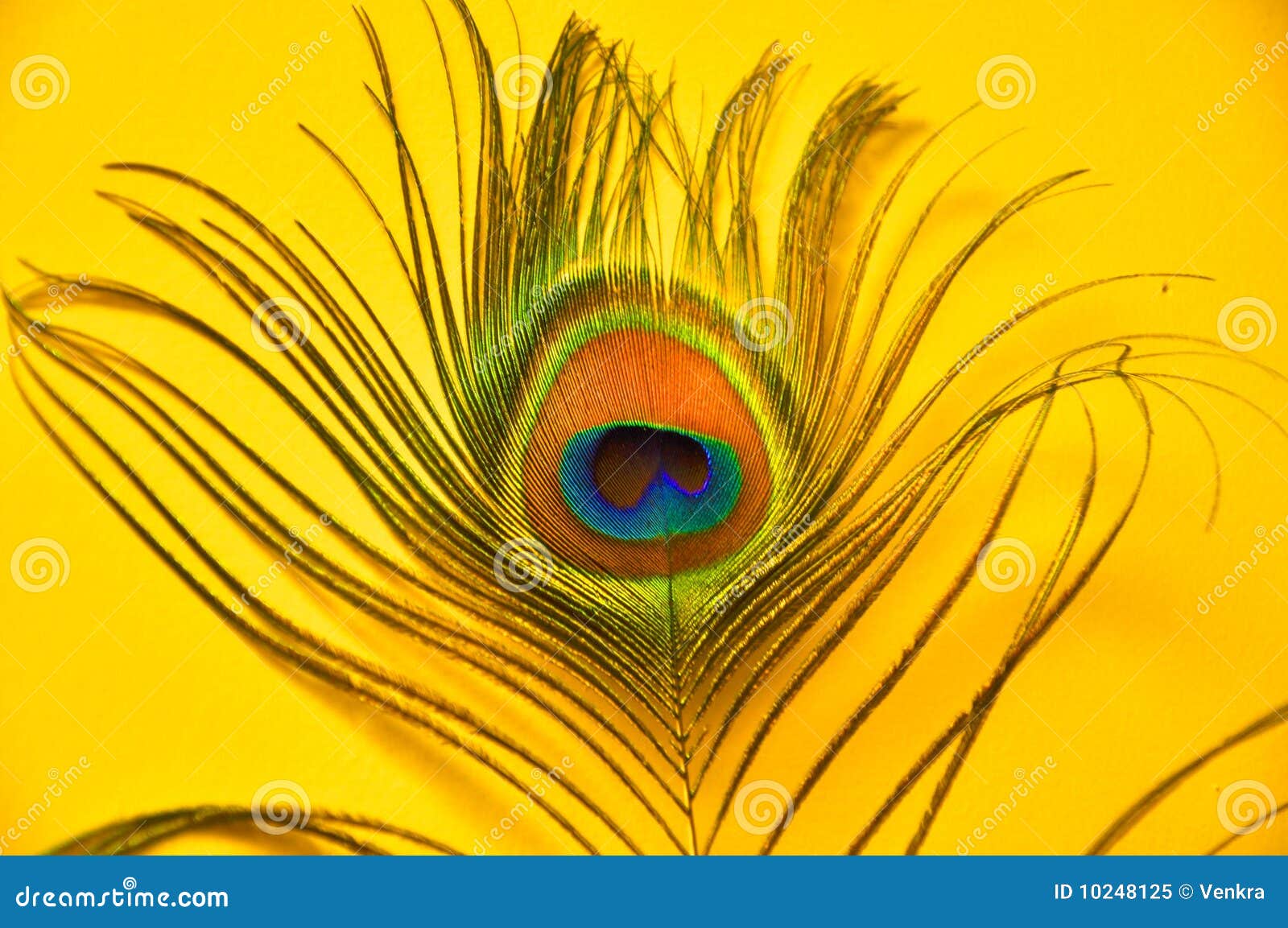 2,771 Peacock Feather Yellow Stock Photos - Free & Royalty-Free Stock ...