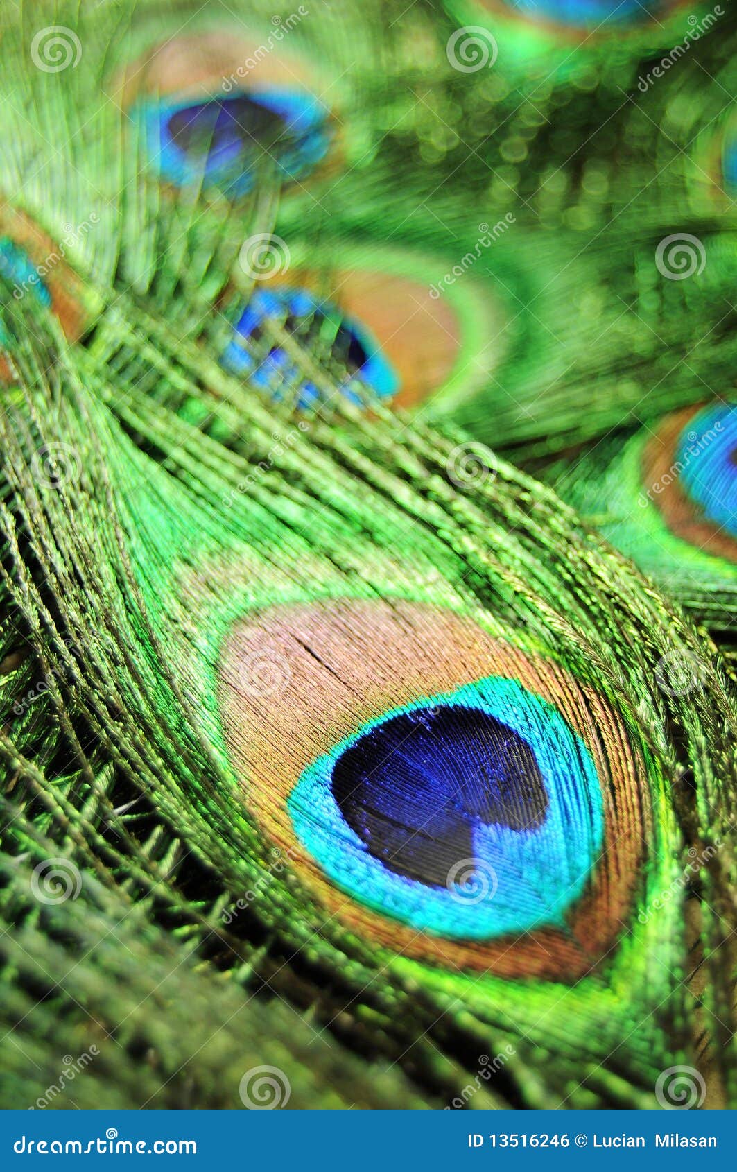 17,021 Colorful Peacock Plumage Stock Photos - Free & Royalty-Free ...