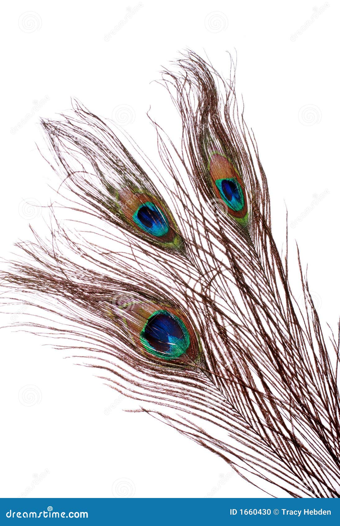 Peacock feather stock photo. Image of artistic, animal - 1660430