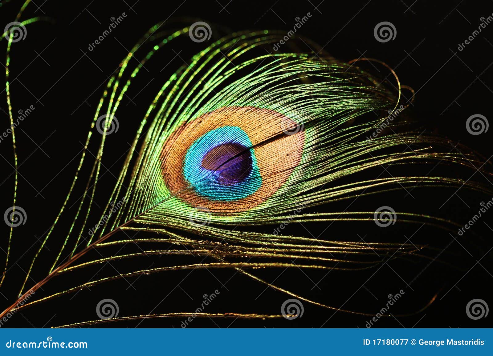 Peacock Feather Texture Stock Photo | CartoonDealer.com #72326364
