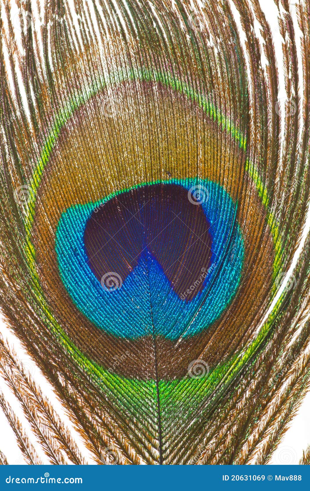Peacock feather stock image. Image of elegance, peacock - 20631069