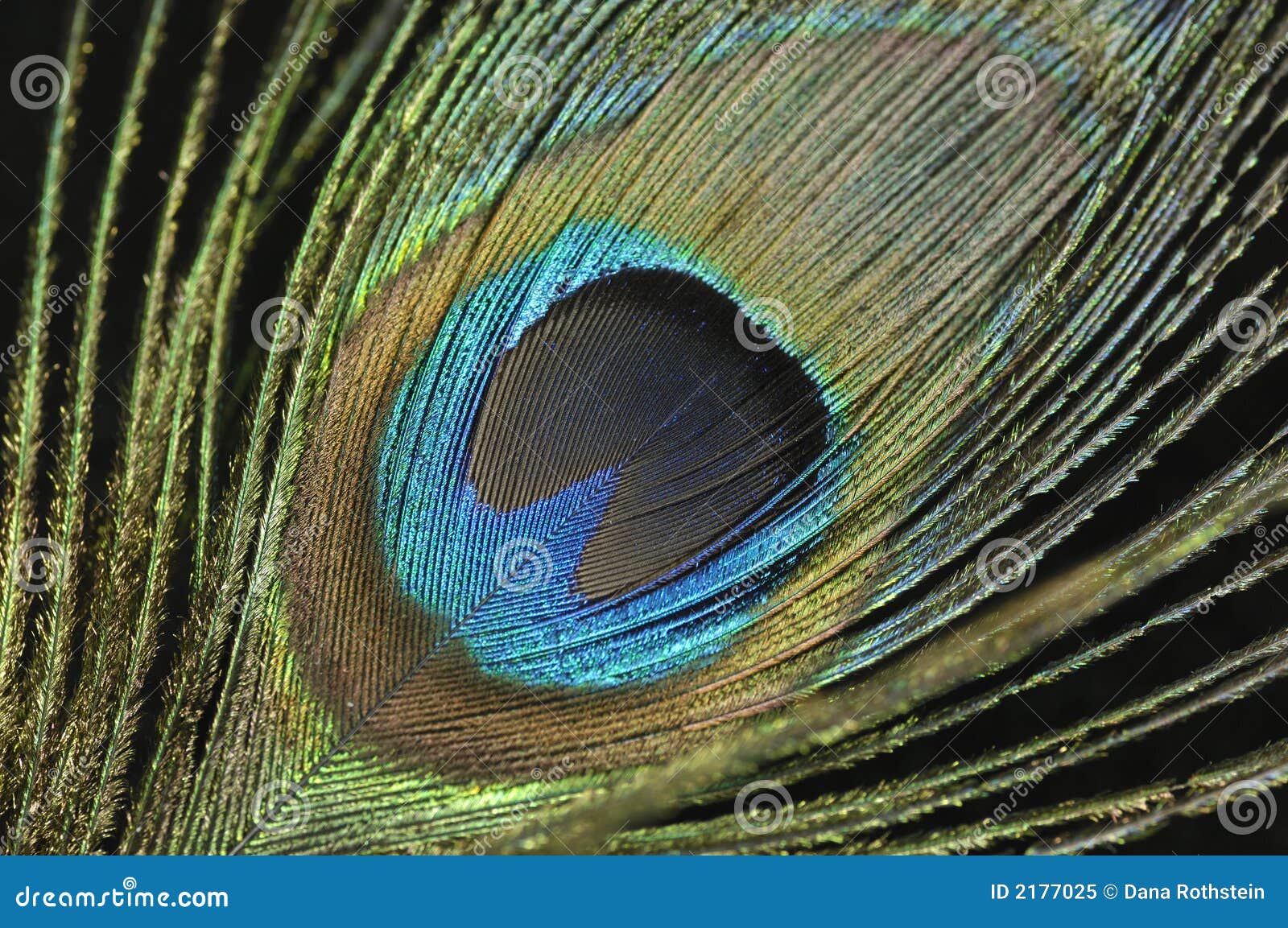 Peacock Feather stock image. Image of peacock, pattern - 2177025