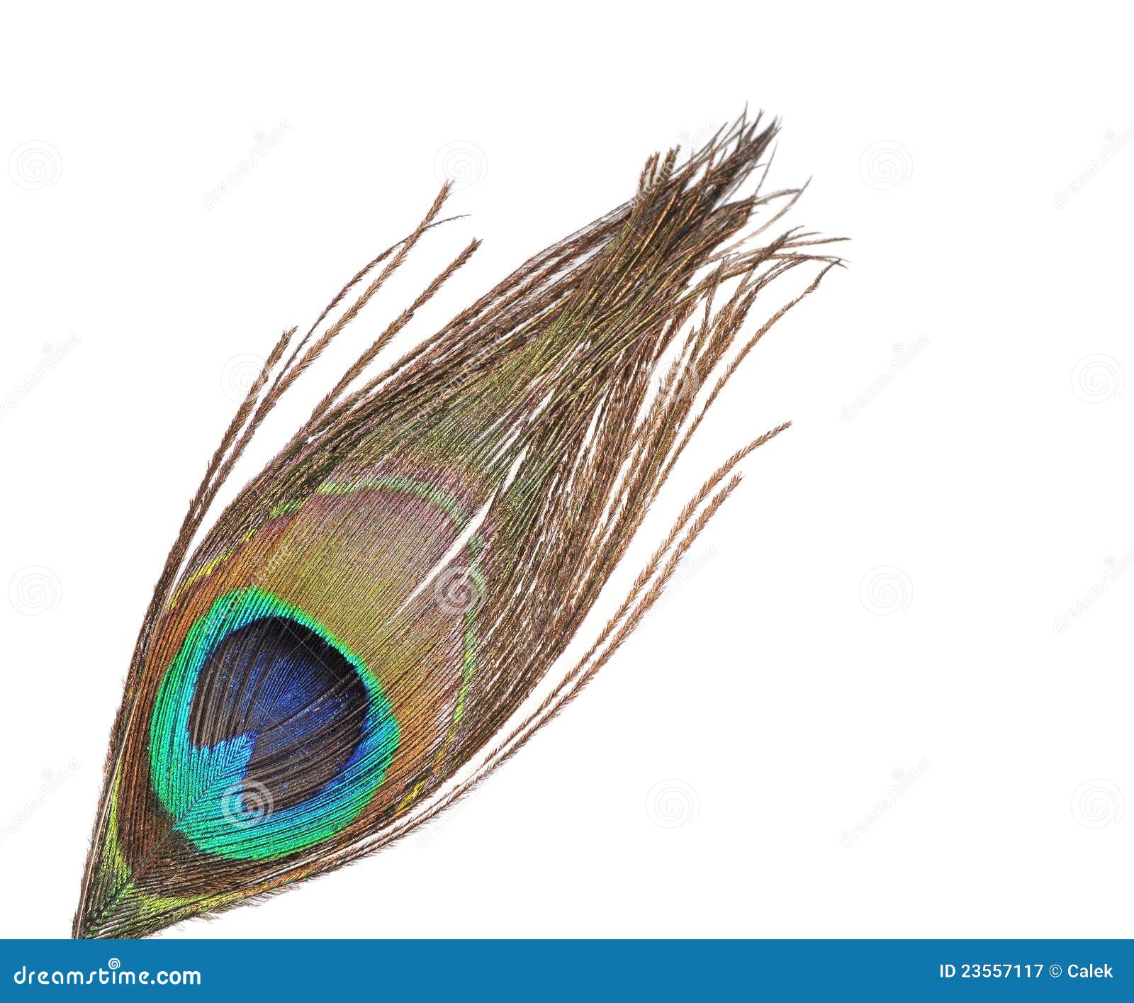 Peacock feather stock image. Image of colorful, bright - 23557117