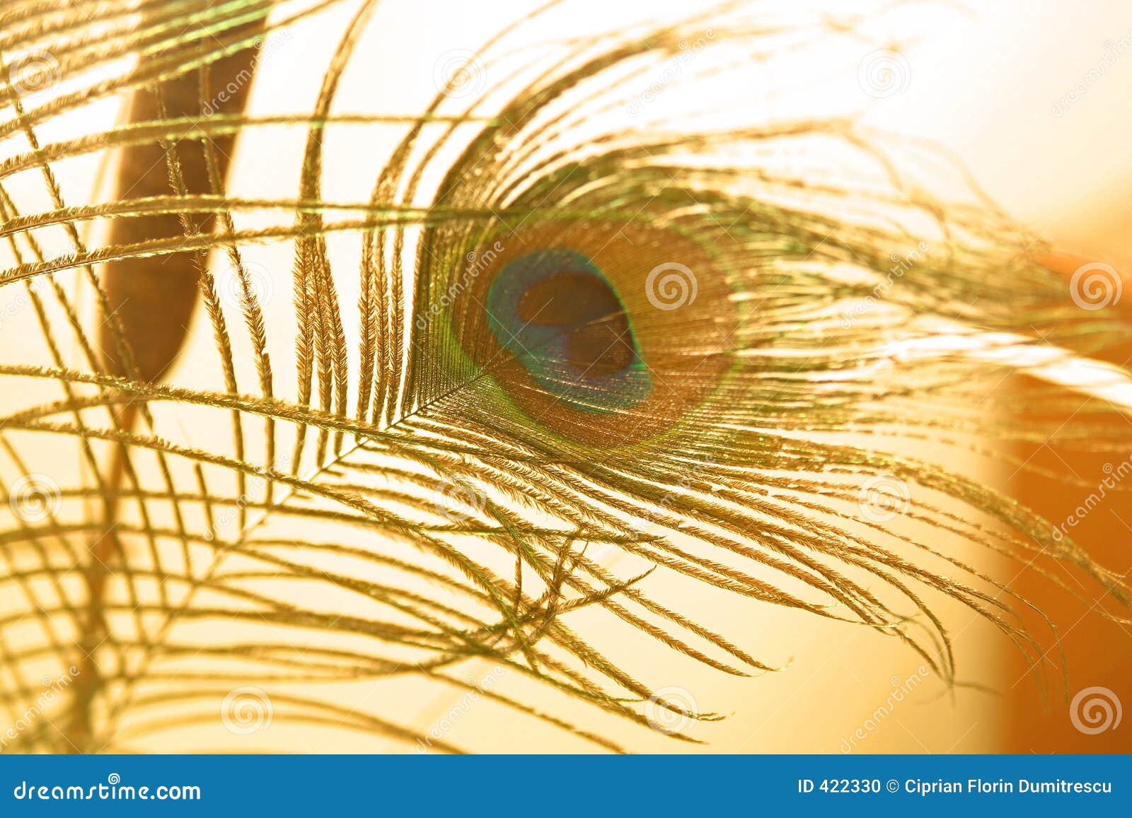 Peacock feather stock photo. Image of peacock, bird, gold - 422330