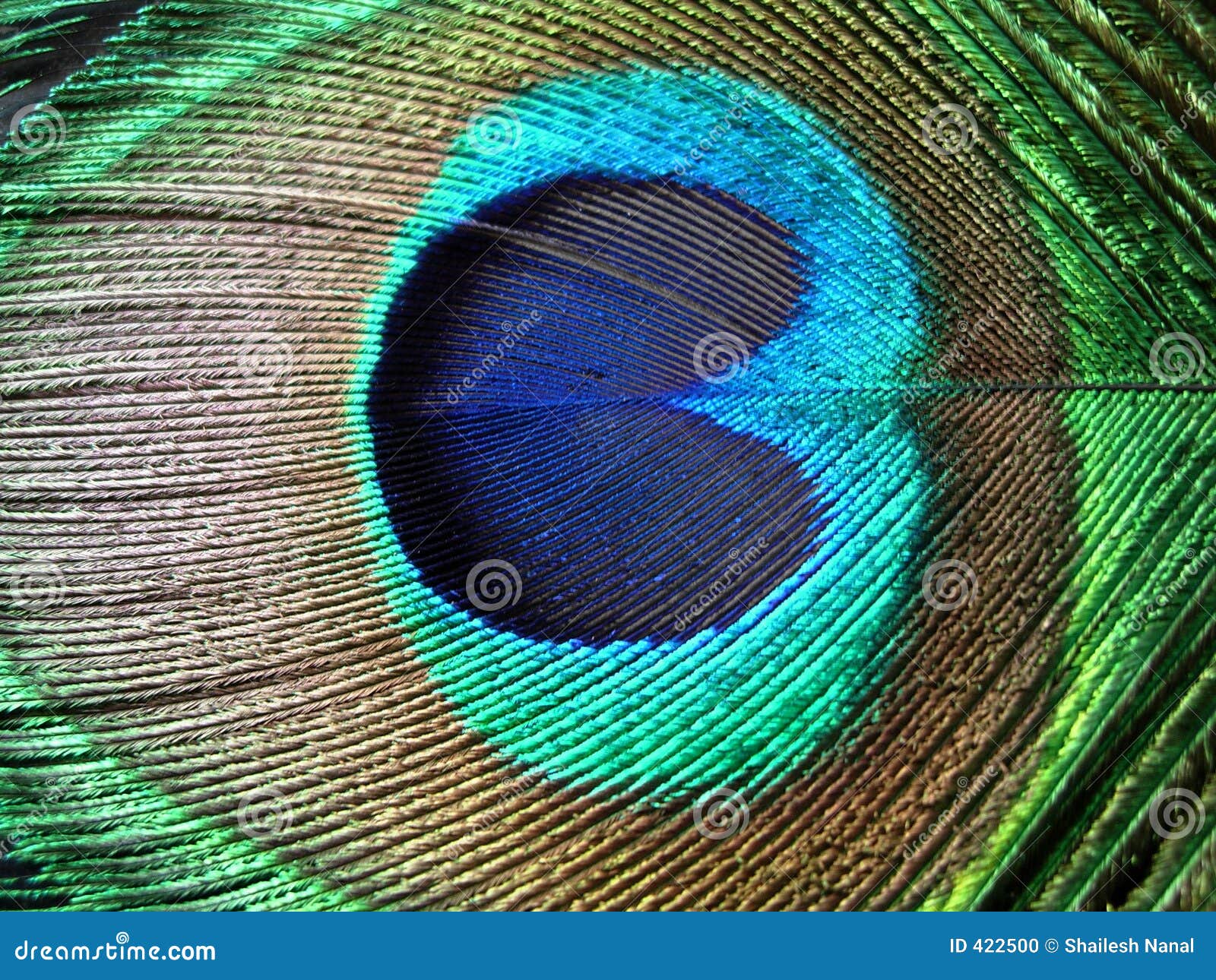 Peacock Feather stock photo. Image of classic, peacock - 422500
