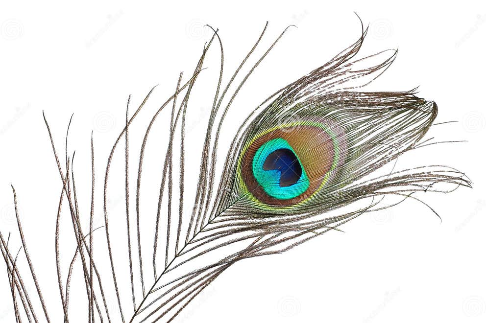 Peacock feather stock image. Image of peacock, feather - 4451357