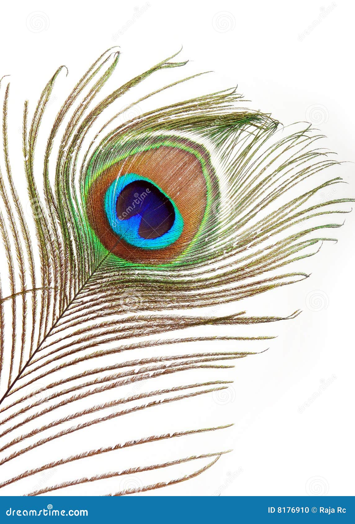 Peacock feather stock photo. Image of gold, beauty, white - 8176910