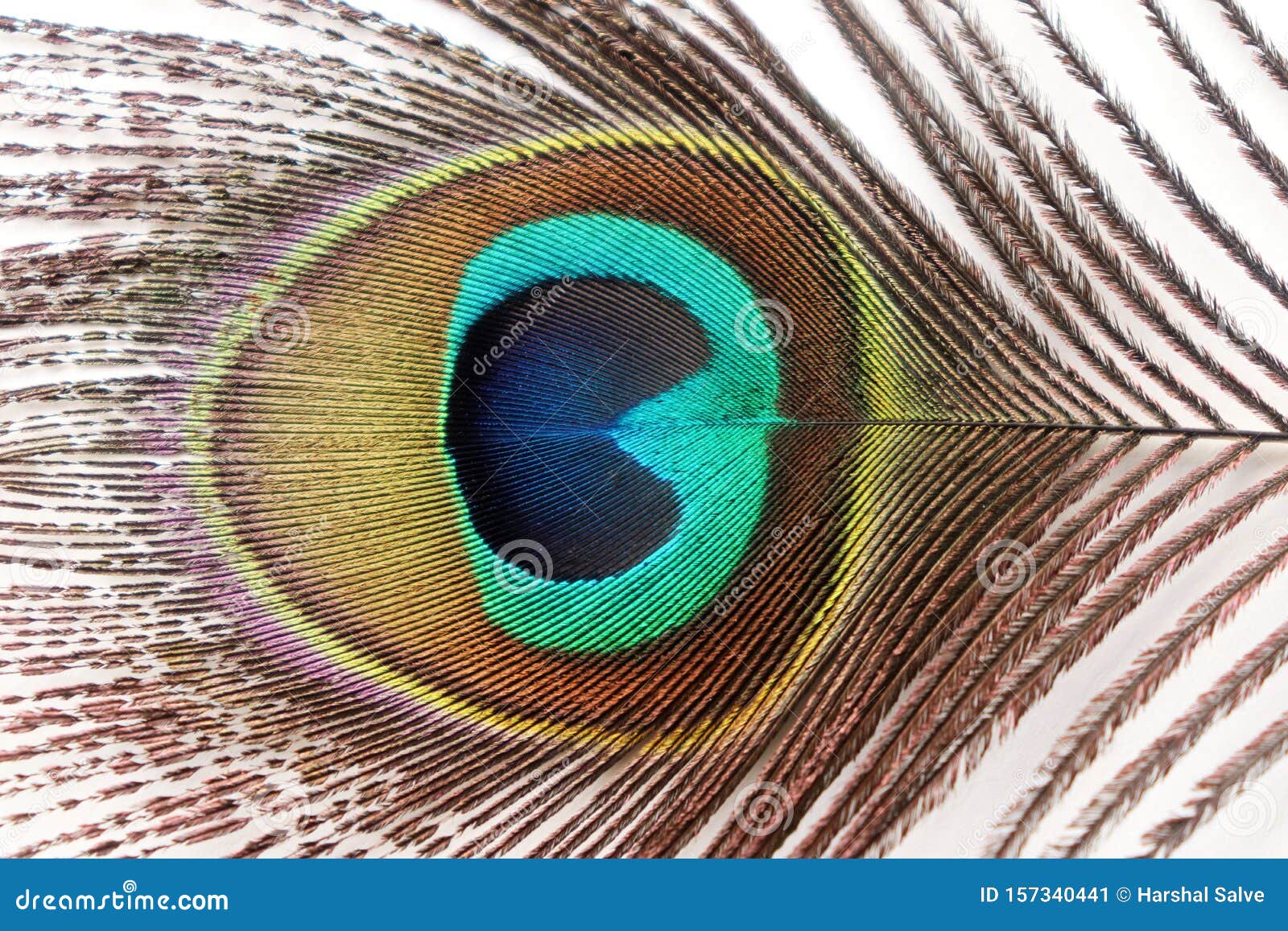 Peacock Feather Beautiful Images Stock Image - Image of beauty, exotic ...