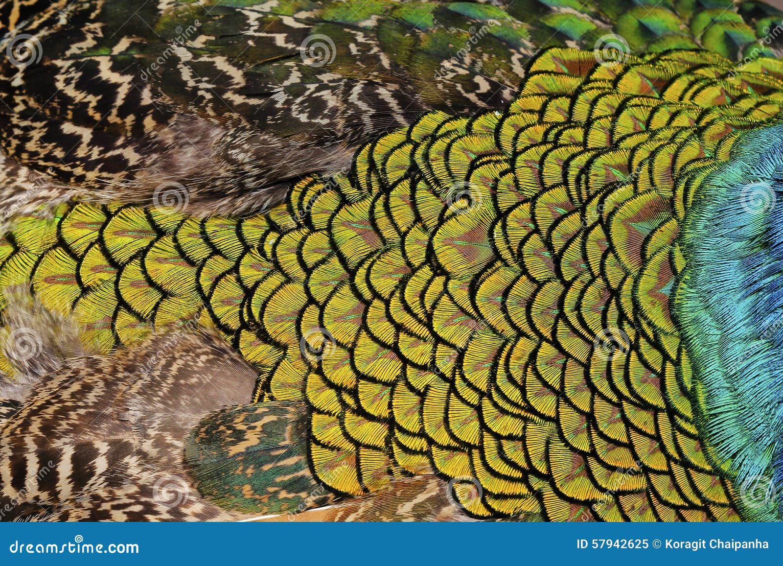 Peacock feather stock image. Image of overlap, back, raiment - 57942625