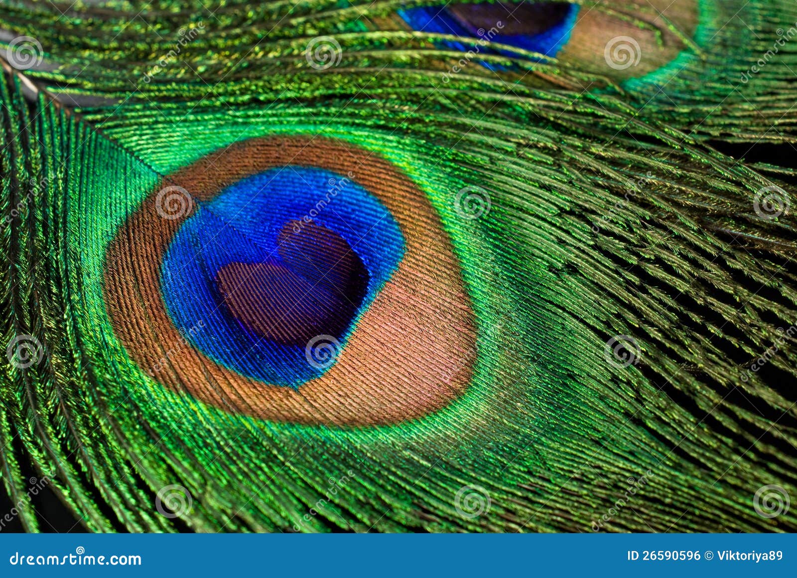 Peacock feather close-up stock photo. Image of colorful - 26590596