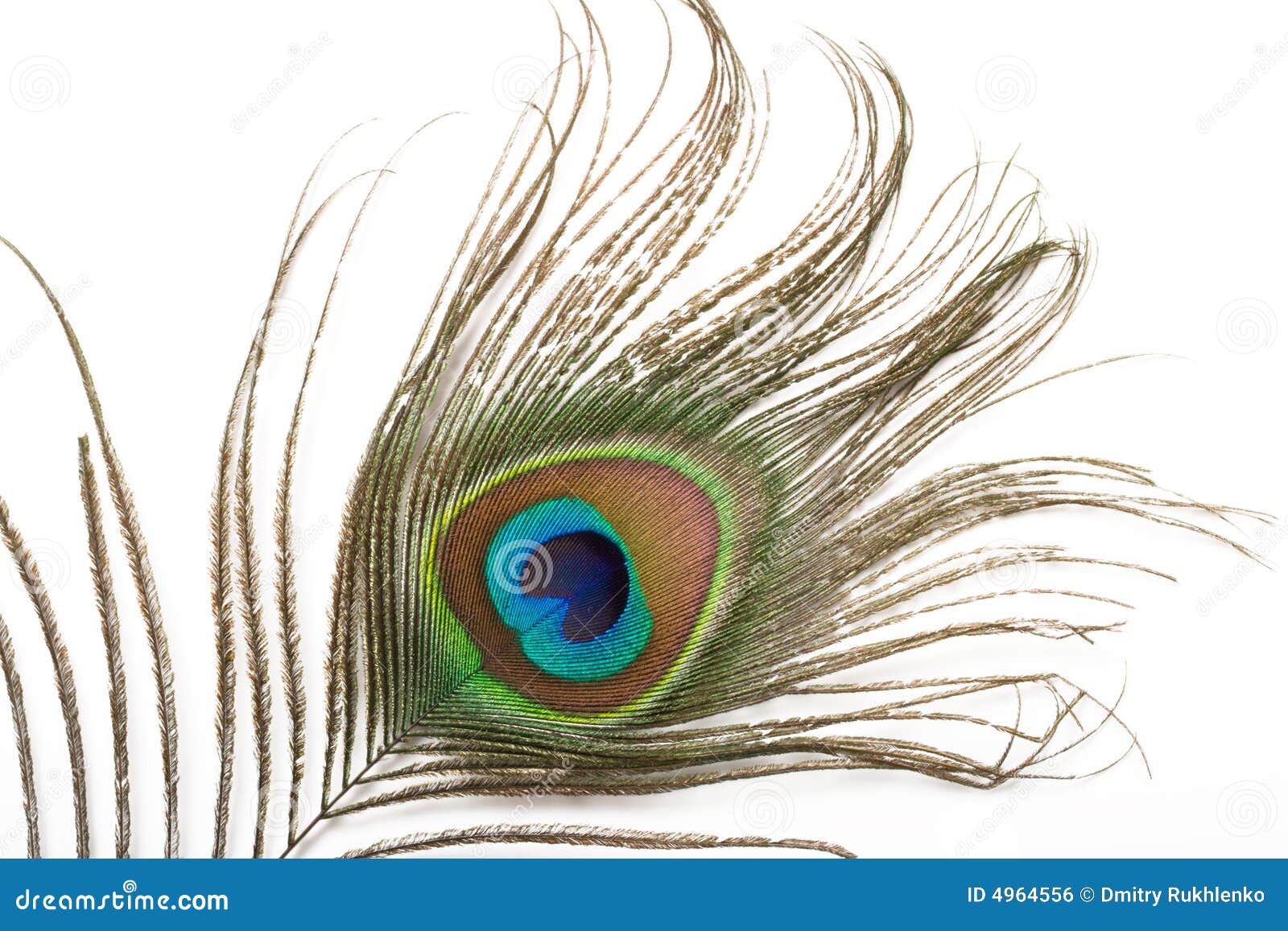 Peacock feather close up stock photo. Image of pattern - 4964556