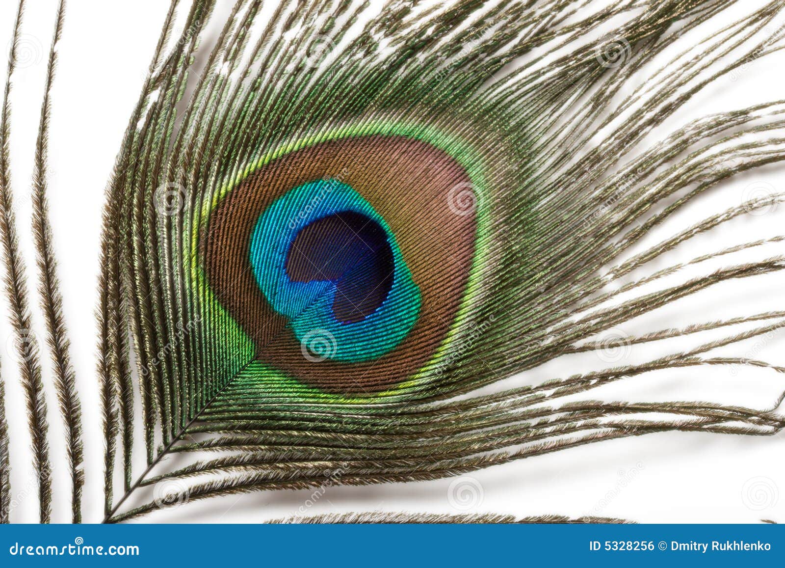 Peacock feather close up stock photo. Image of plume, feather - 5328256