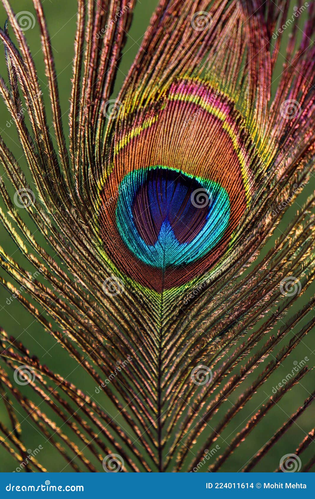 Peacock Feather Close Up Shot Stock Photo - Image of feather, peacock ...