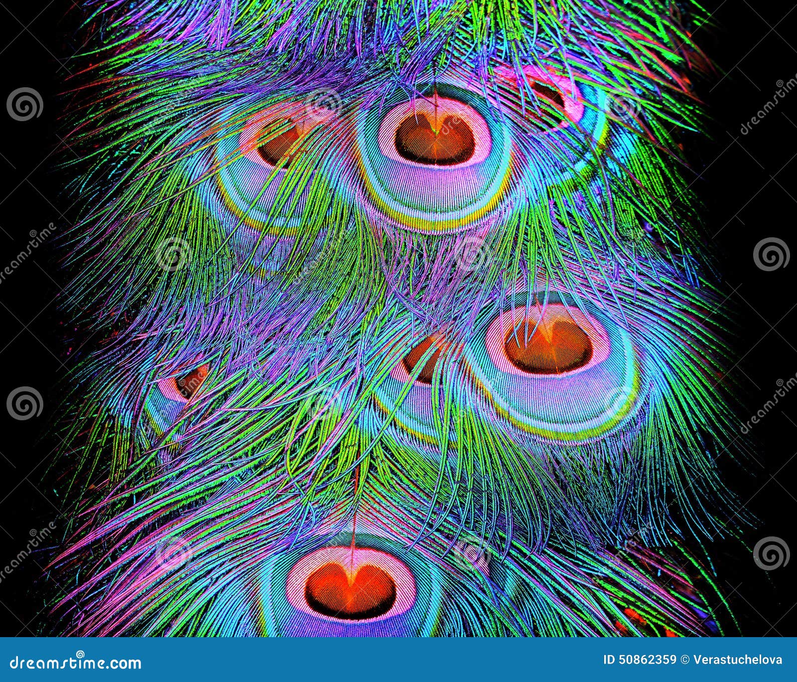 Peacock Feather Sketchup