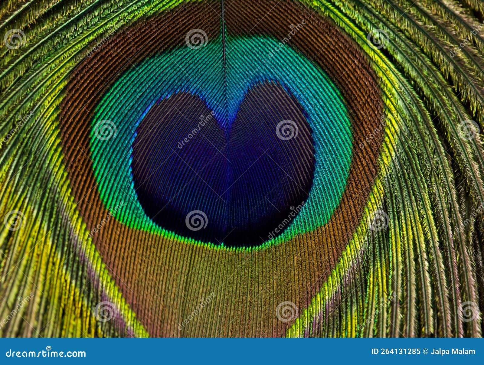 Peacock Feather Closeup. Feather Isolated. Stock Image - Image of ...