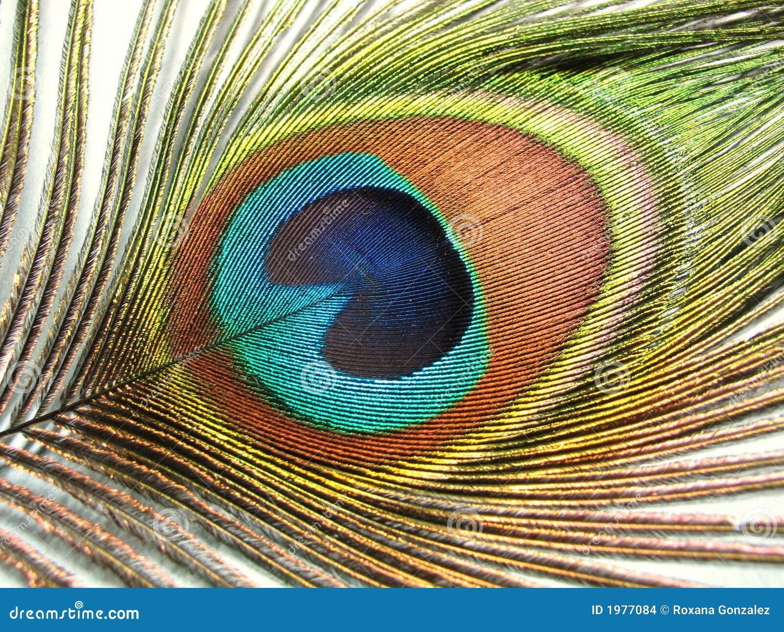 Peacock feather detail stock photo. Image of deco, feather - 1977084