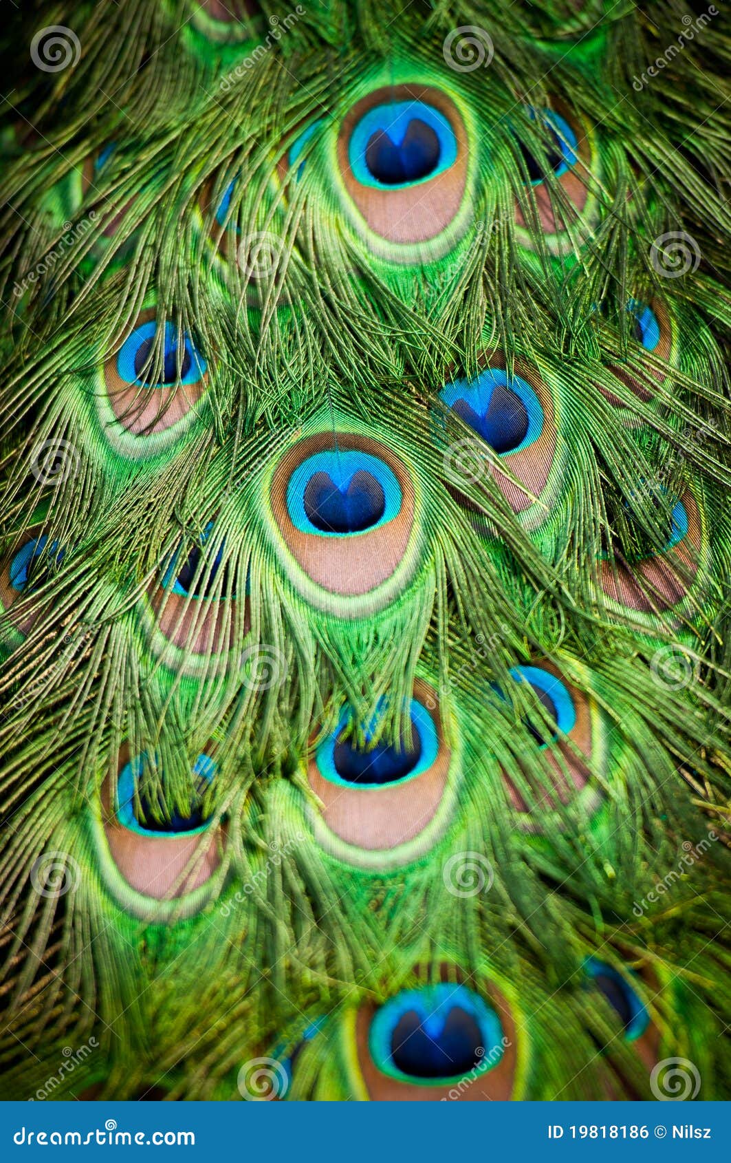 Peacock Feather Sketchup