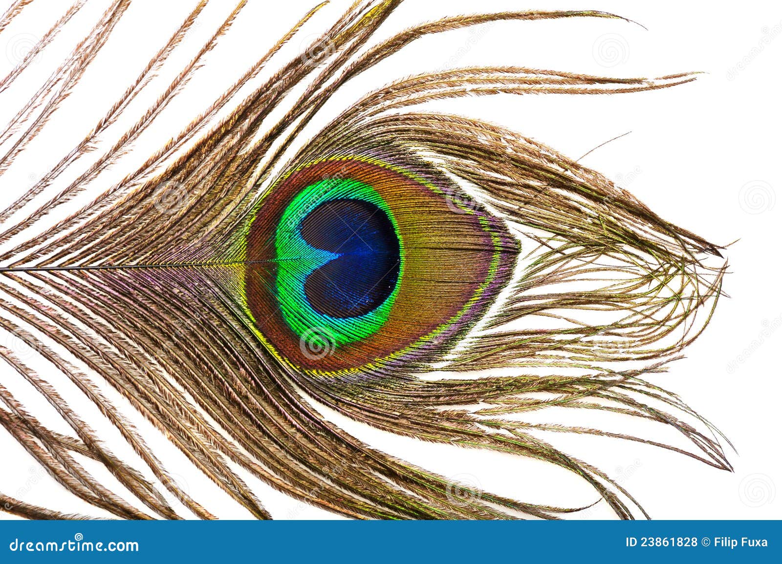Peacock feather detail stock photo. Image of animal, elegance - 23861828