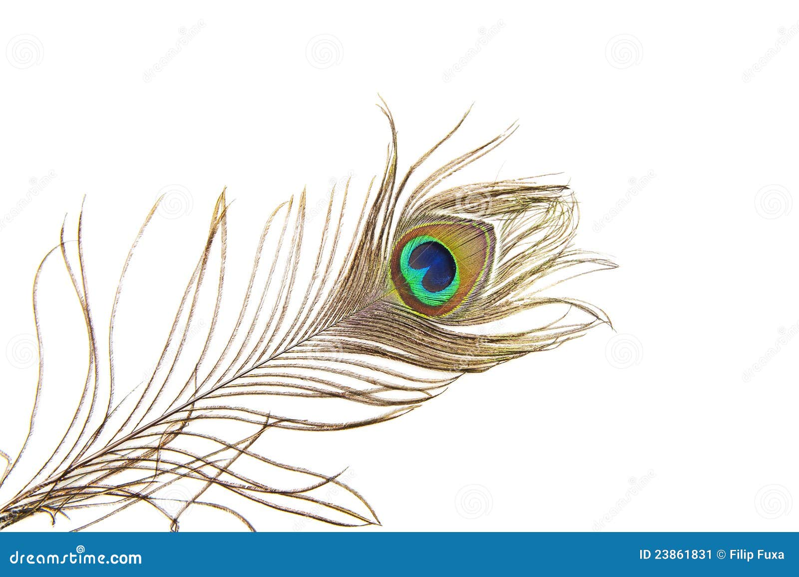 Peacock Feather Sketchup