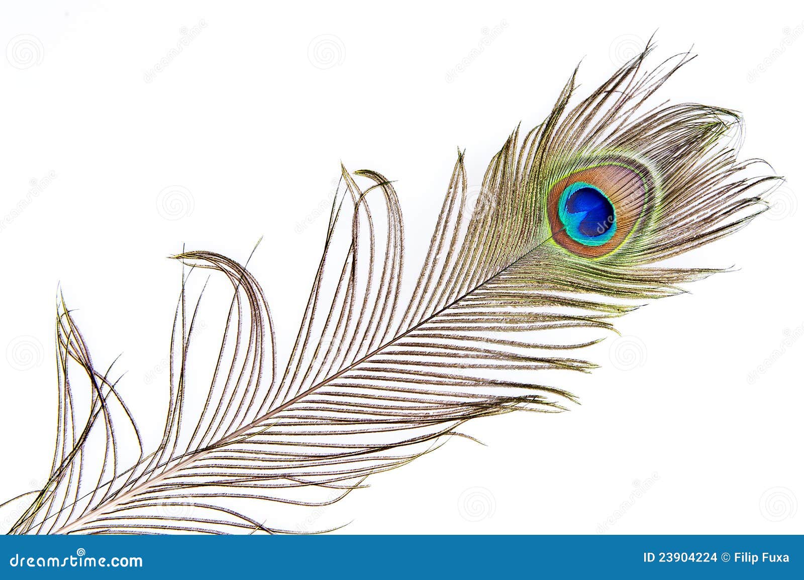 Peacock feather detail stock photo. Image of pavonine - 23904224