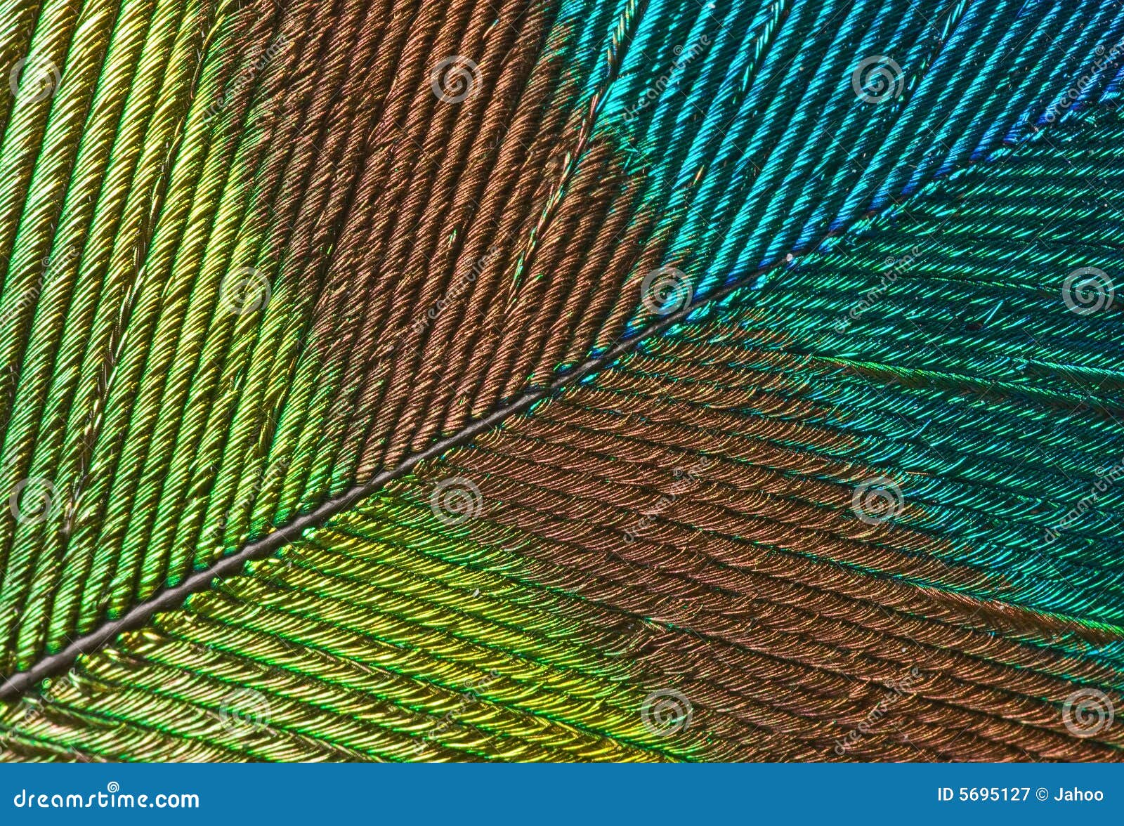 Peacock feather detail stock image. Image of bristles - 5695127