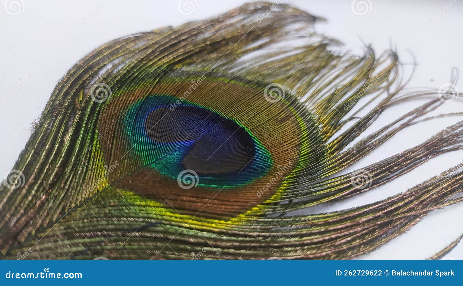 Peacock Feather, Eye of Feather Stock Photo - Image of background ...