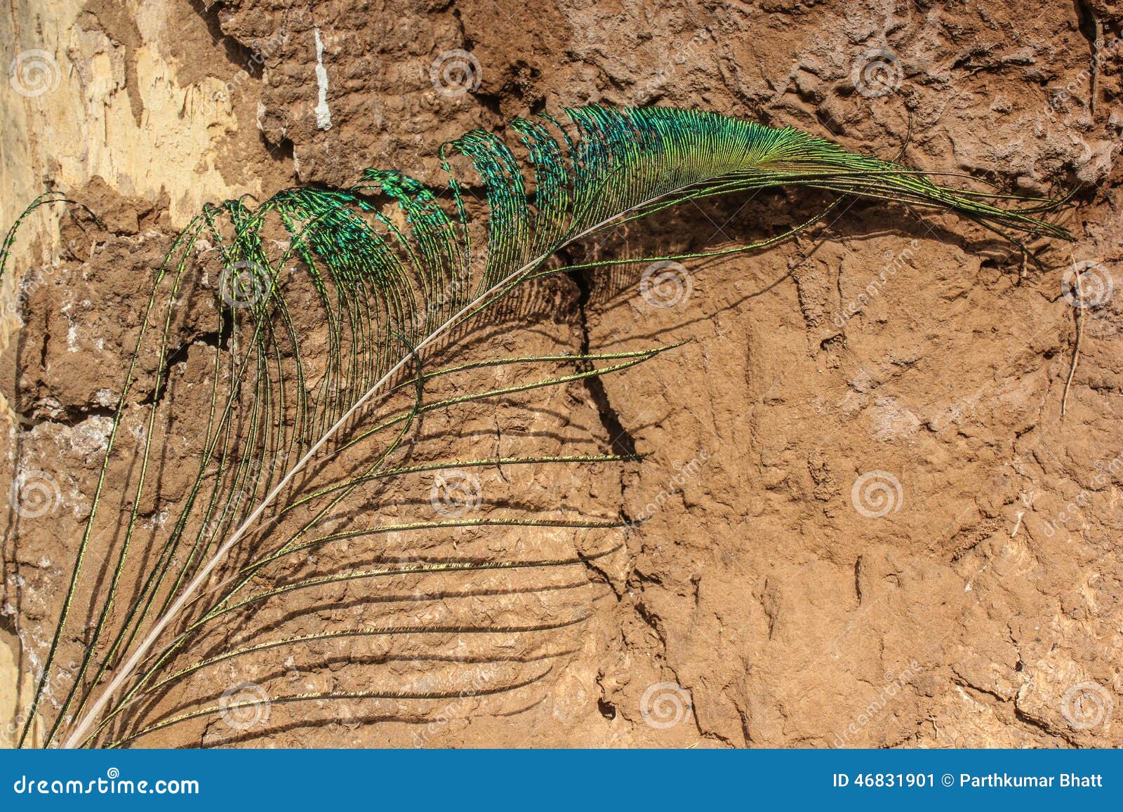 Peacock Feather Forest in Background Stock Image - Image of colorful ...