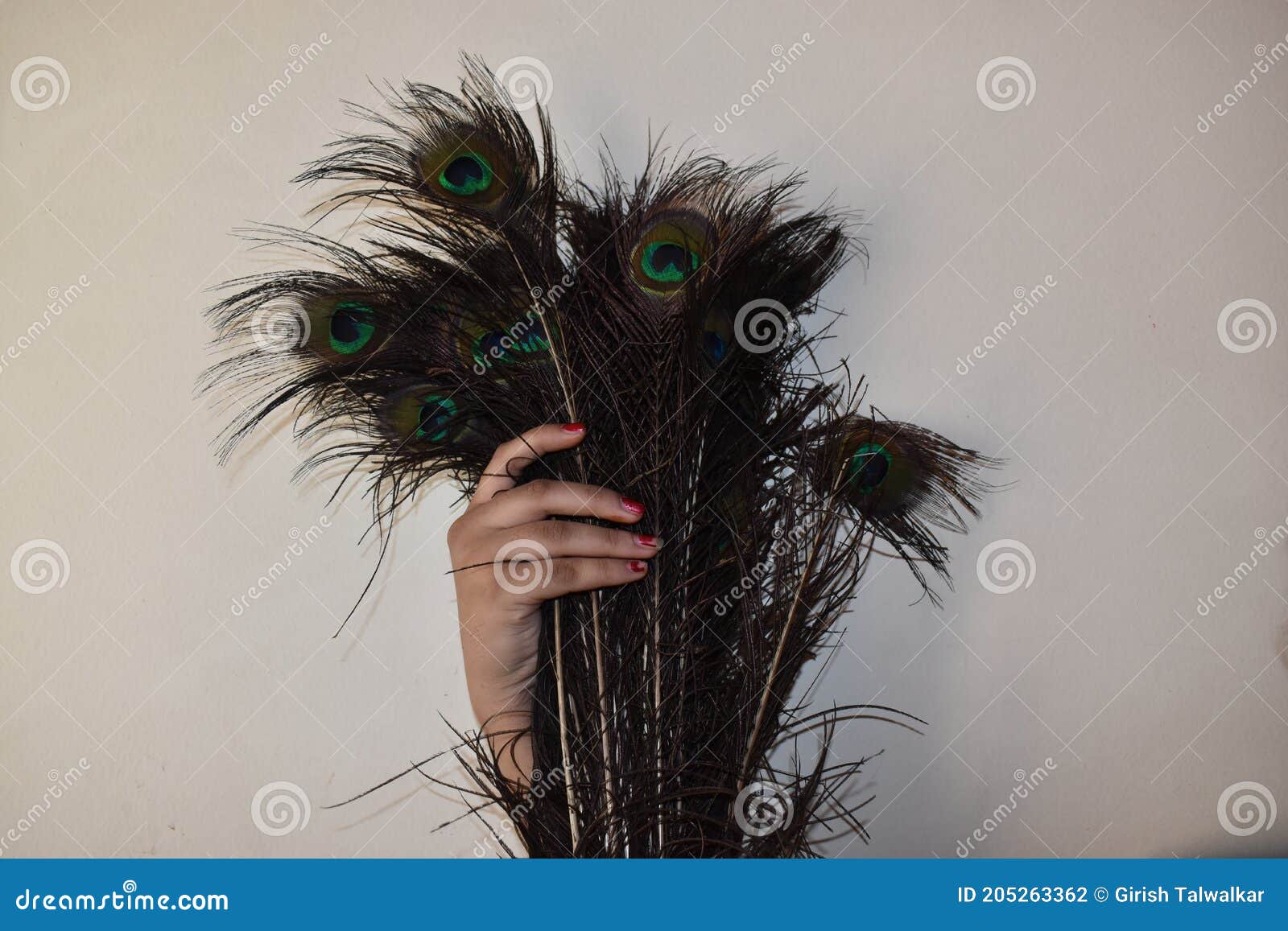Peacock Feather with Human Hand Stock Photo - Image of hands, green ...