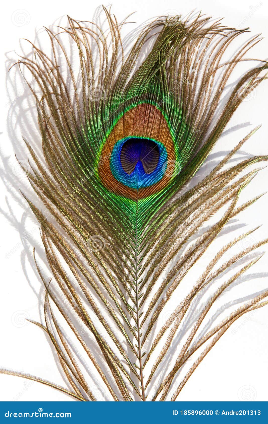 Peacock Feather Illuminated by the Sun on a White Background in ...