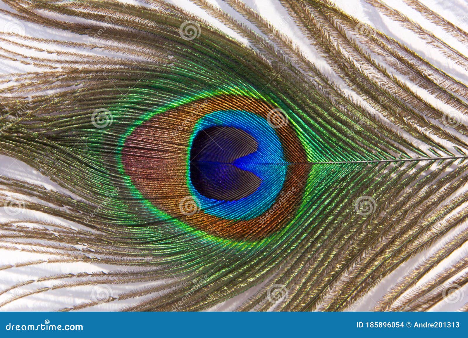 Peacock Feather Illuminated by the Sun on a White Background in ...