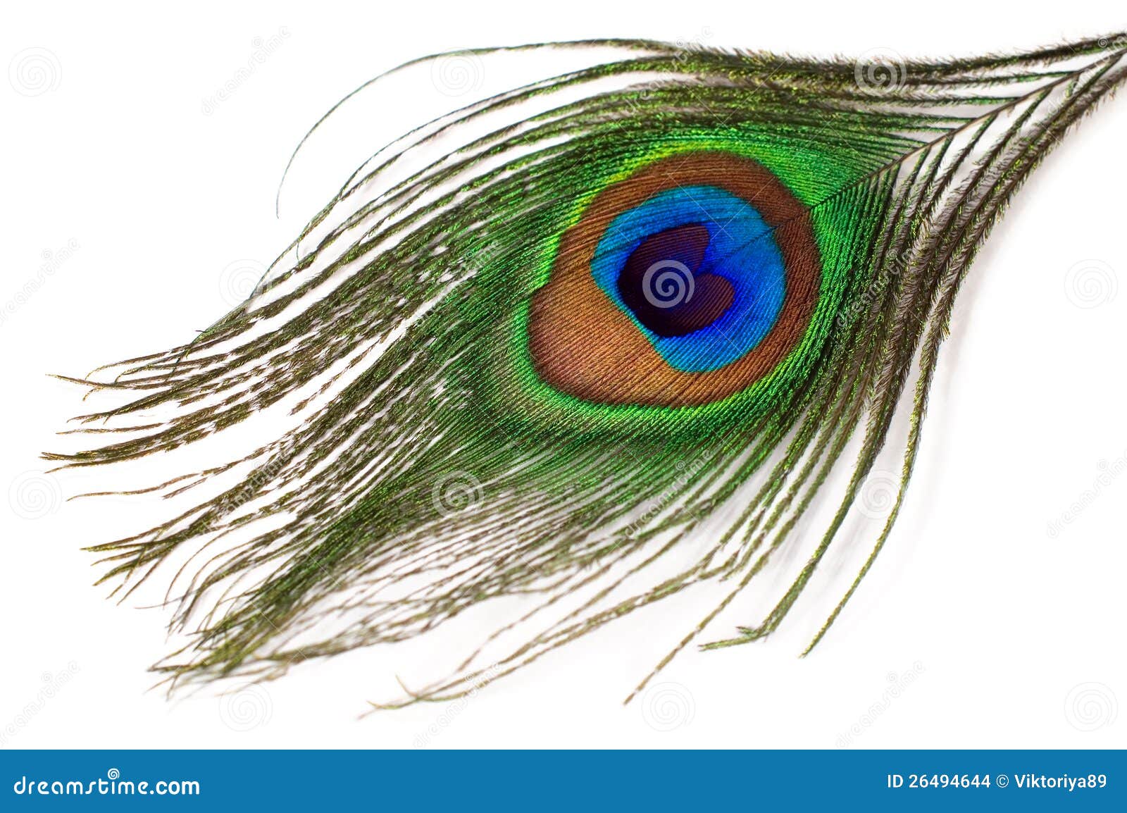 Peacock feather isolated stock photo. Image of stylish - 26494644 Peacock feather isolated stock photo. Image of stylish - 26494644