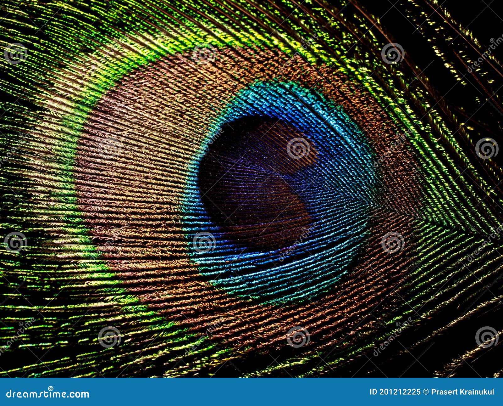 Peacock Feather Isolated on Black Stock Image - Image of decoration ...