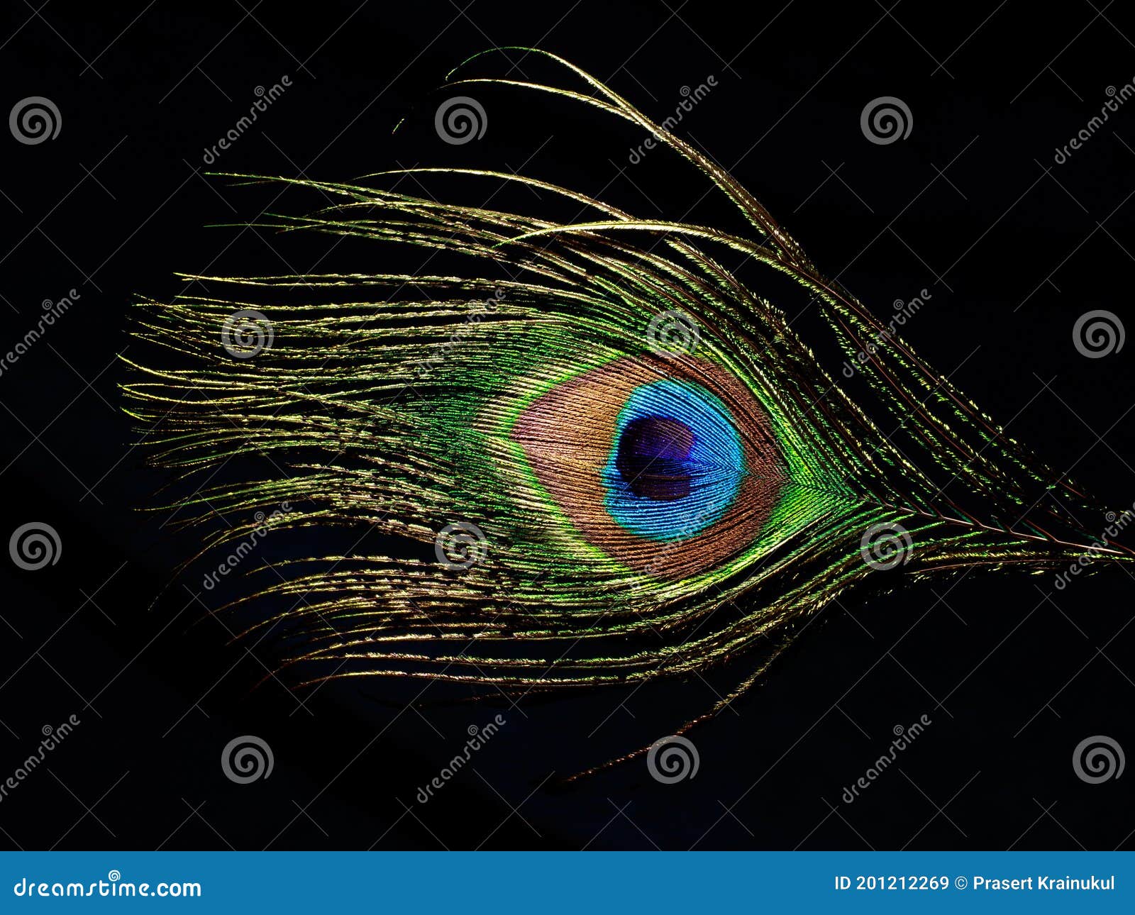 Peacock Feather Isolated on Black Stock Image - Image of peacock ...