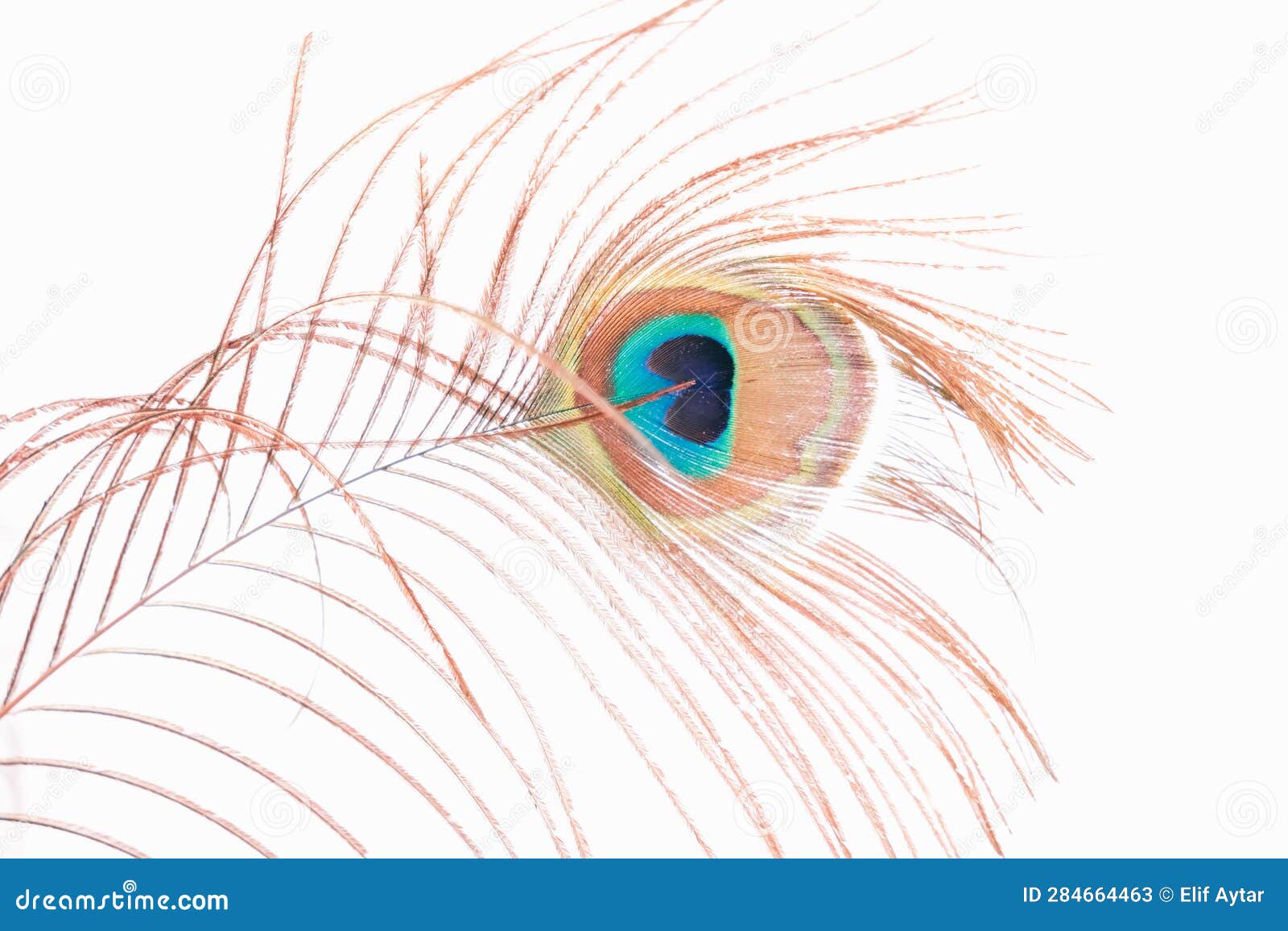 Peacock Feather Isolated on White Stock Image - Image of multicolor ...