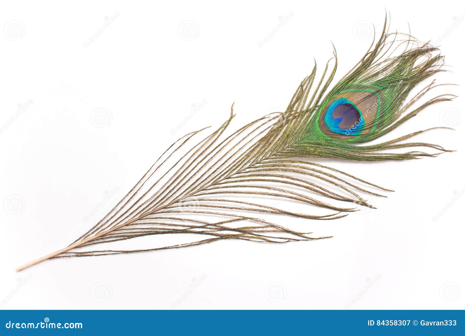 Peacock feather isolated stock image. Image of peacock - 84358307