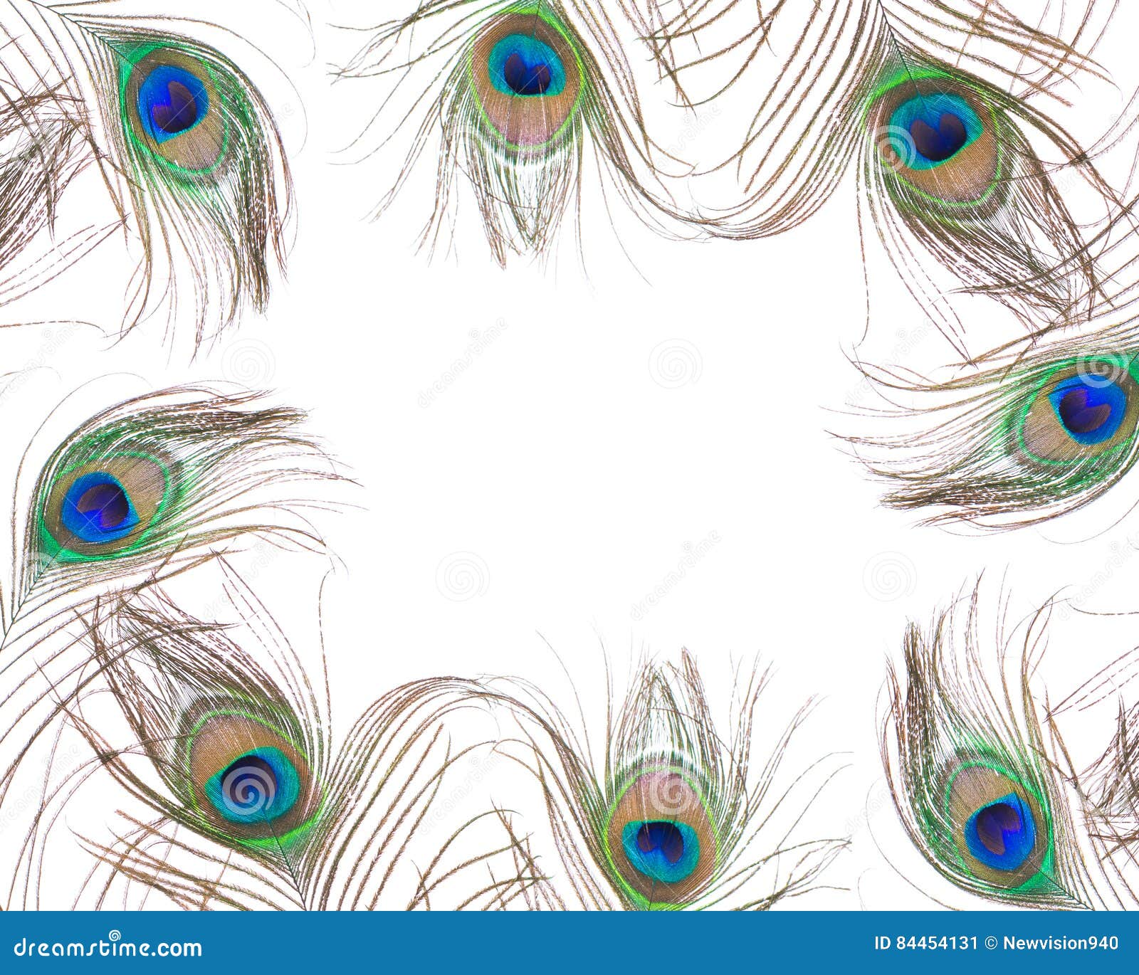 Peacock Feather Isolated on White Background. Stock Image - Image of ...