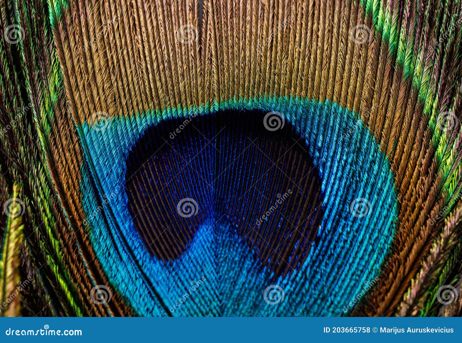 Peacock Feather Isolated on White Background. Macro Shot Stock Photo ...