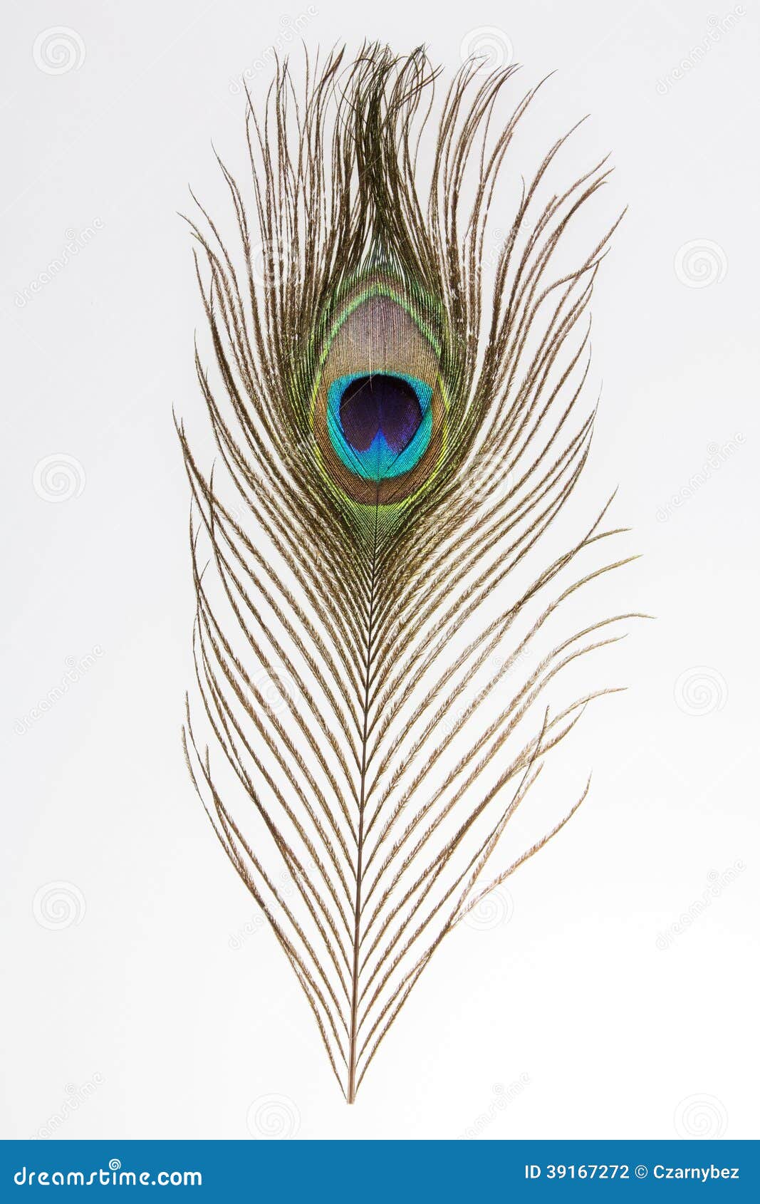 Peacock Feather Royalty-Free Stock Photo | CartoonDealer.com #5488965
