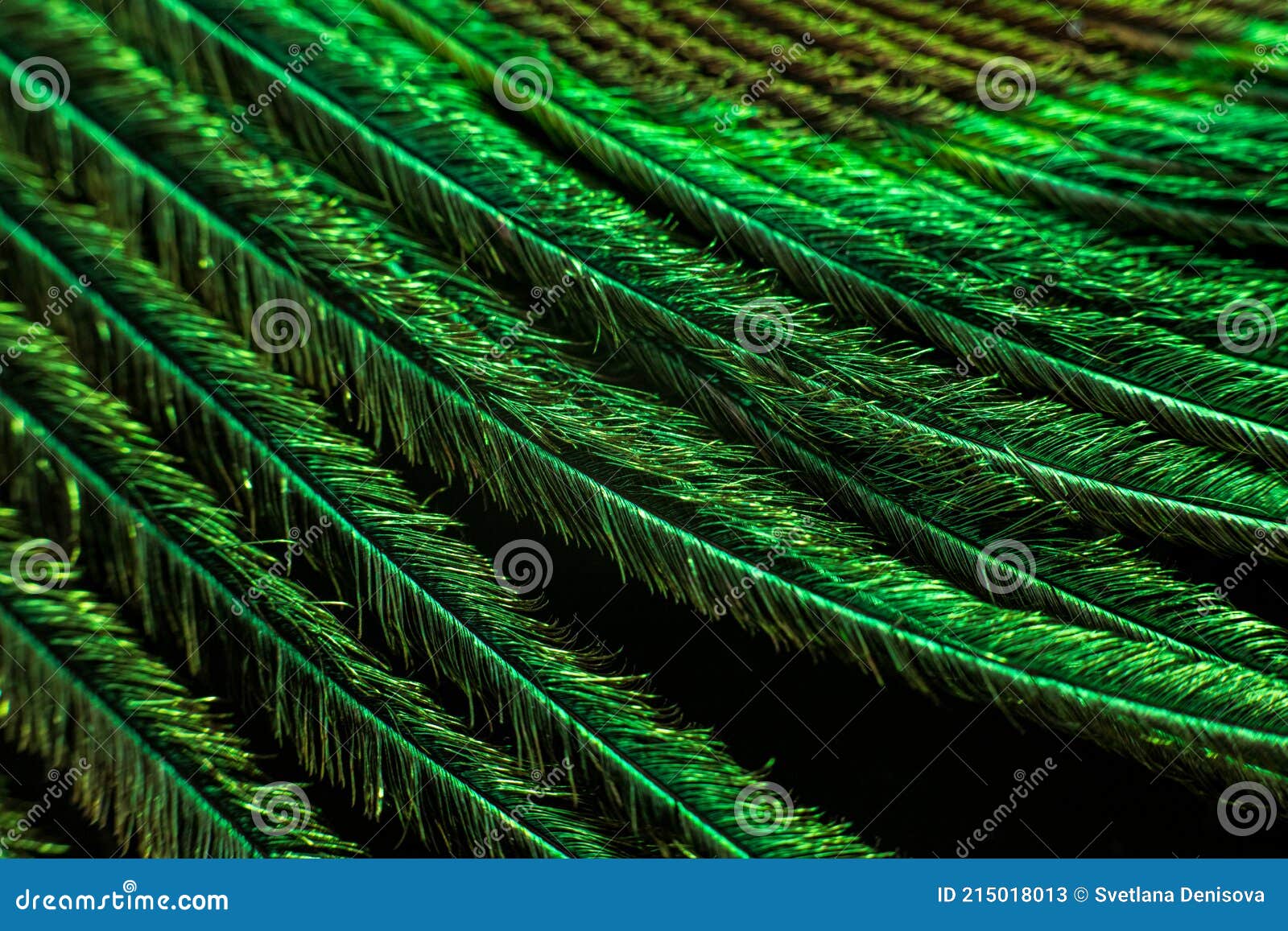 Peacock Feather Macro. Peacock Feather Close-up with Clear Lines and ...